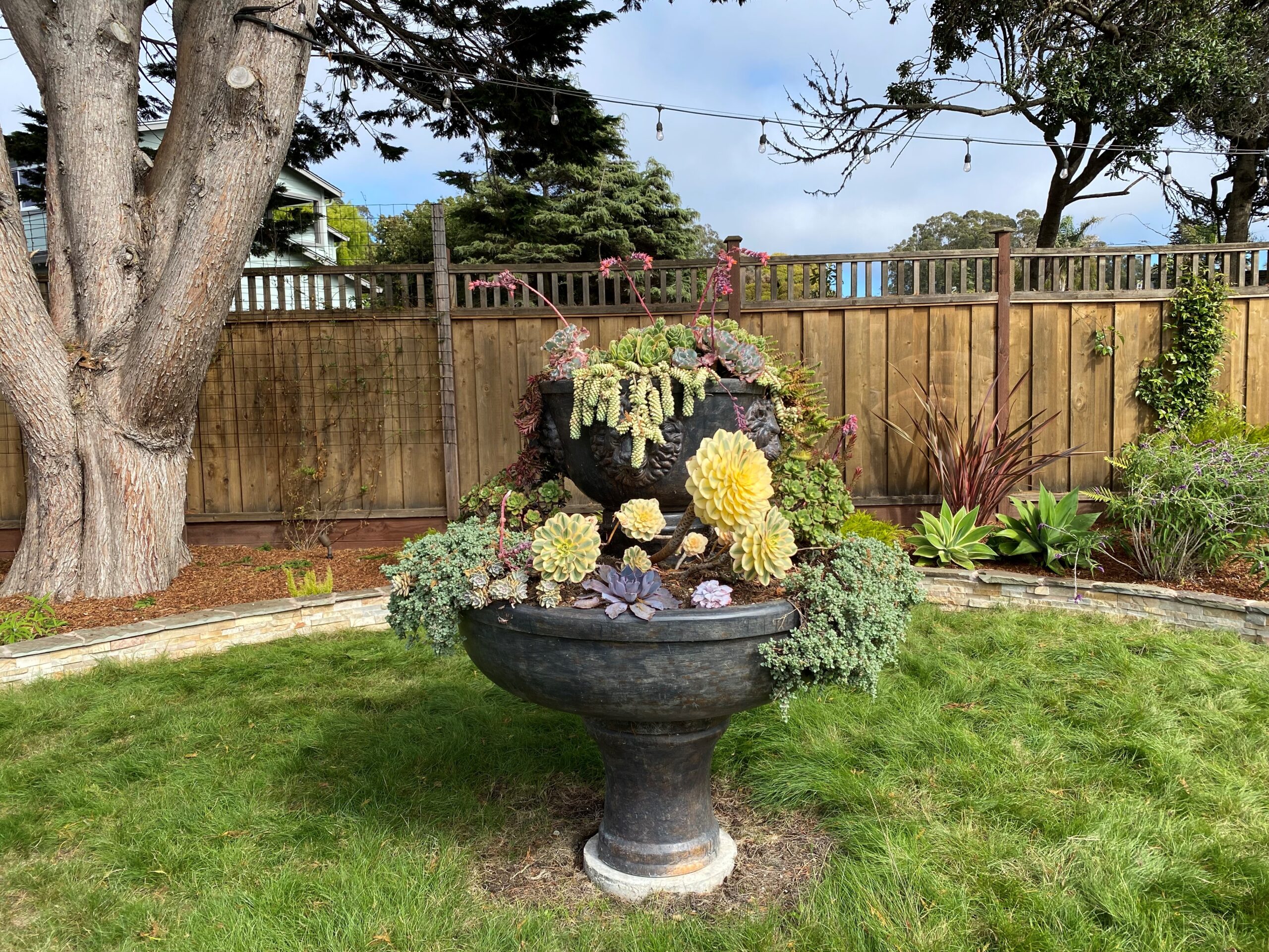 succulent fountain2 – Seascapes Garden Center